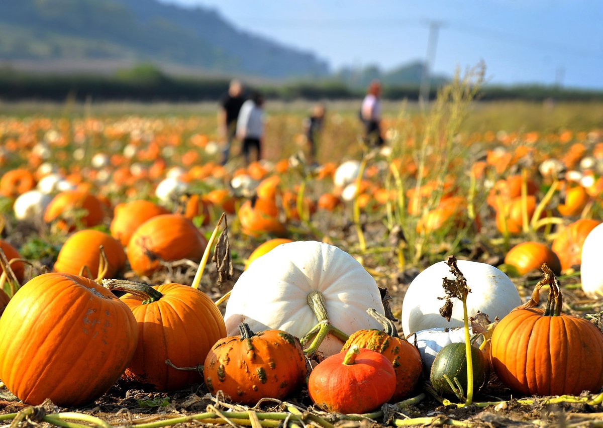 Pumpkin Picking For Halloween Near Brighton - We Love Brighton