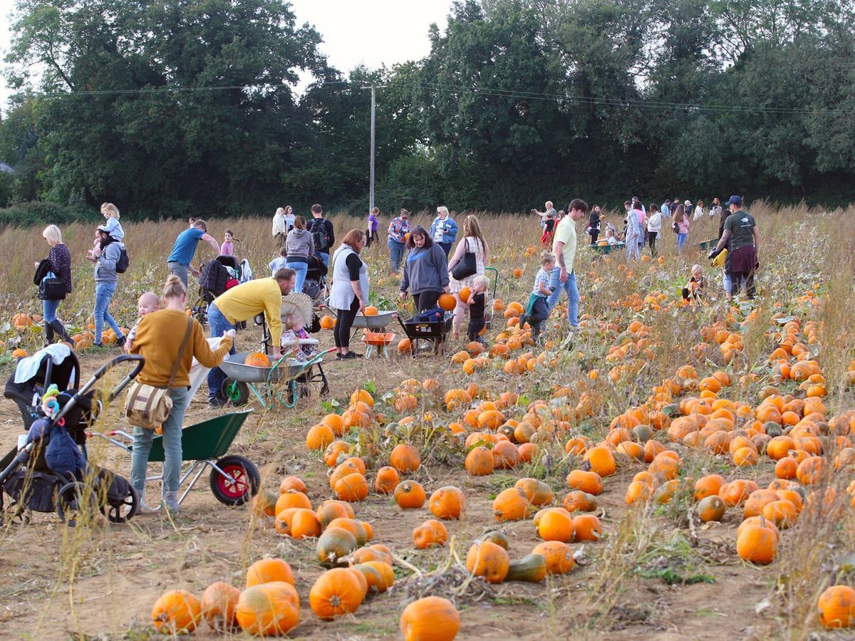 Pumpkin Picking For Halloween Near Brighton - We Love Brighton