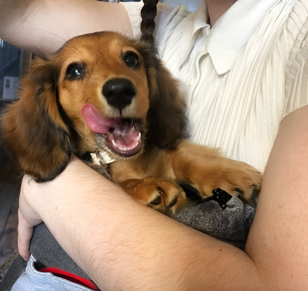 8 Dog-Friendly Cafes In Brighton - We Love Brighton