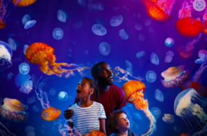 Things To Do In Brighton With Kids - We Love Brighton